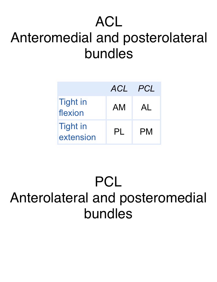 ACL and PCL – Let's Talk Ortho